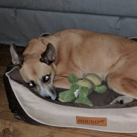 Photos By PapaGus – Photos of Life – A Dog With Thumbs